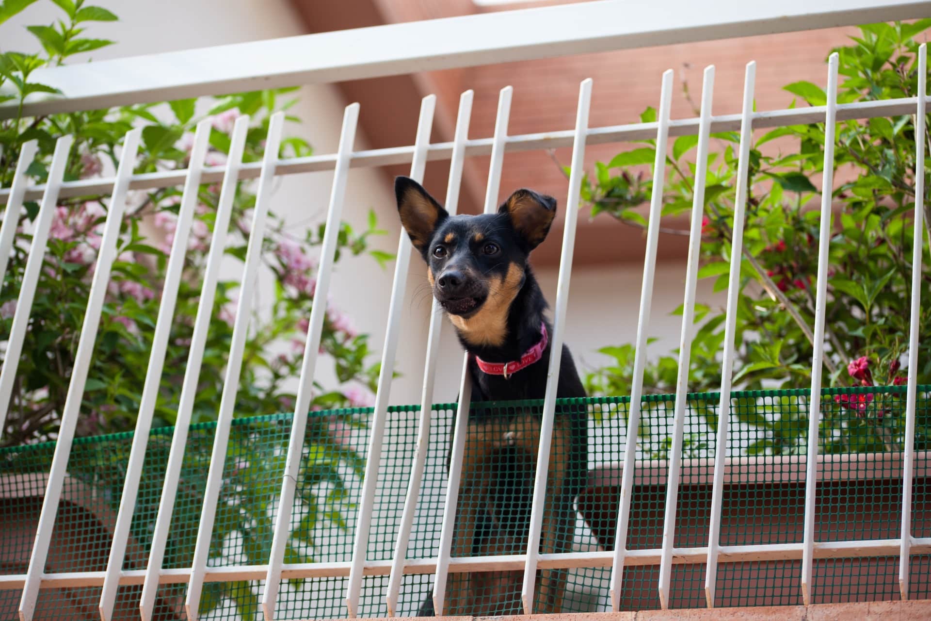 5 steps to a dog-friendly balcony - Everland Petfood