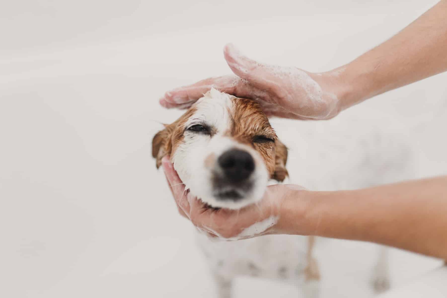 Quand et comment laver son chien ? - Everland Petfood